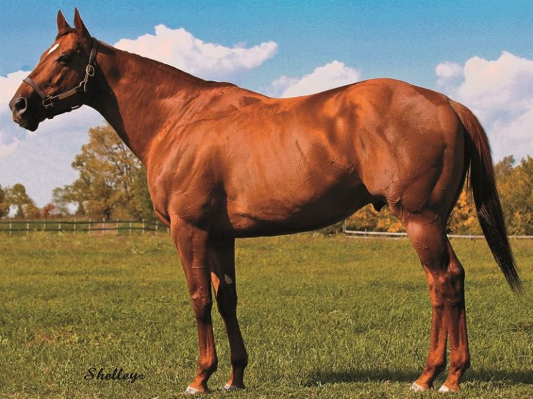 Indiana Stallion Sangaree Notches First Winner – American Racehorse