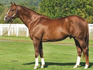 Giant’s Causeway Stallion Stonerside Relocated to Valor Farm in Texas ...