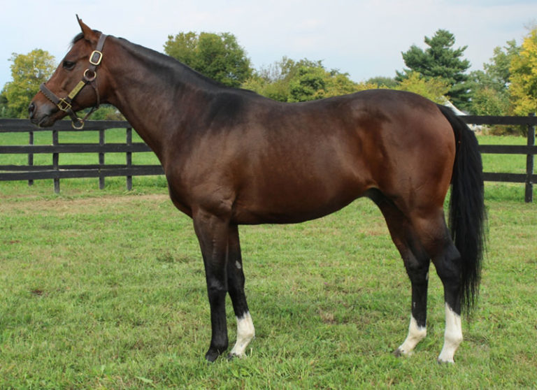 Indiana Stallion What Now Has Big Day with Two Winners from the Same ...